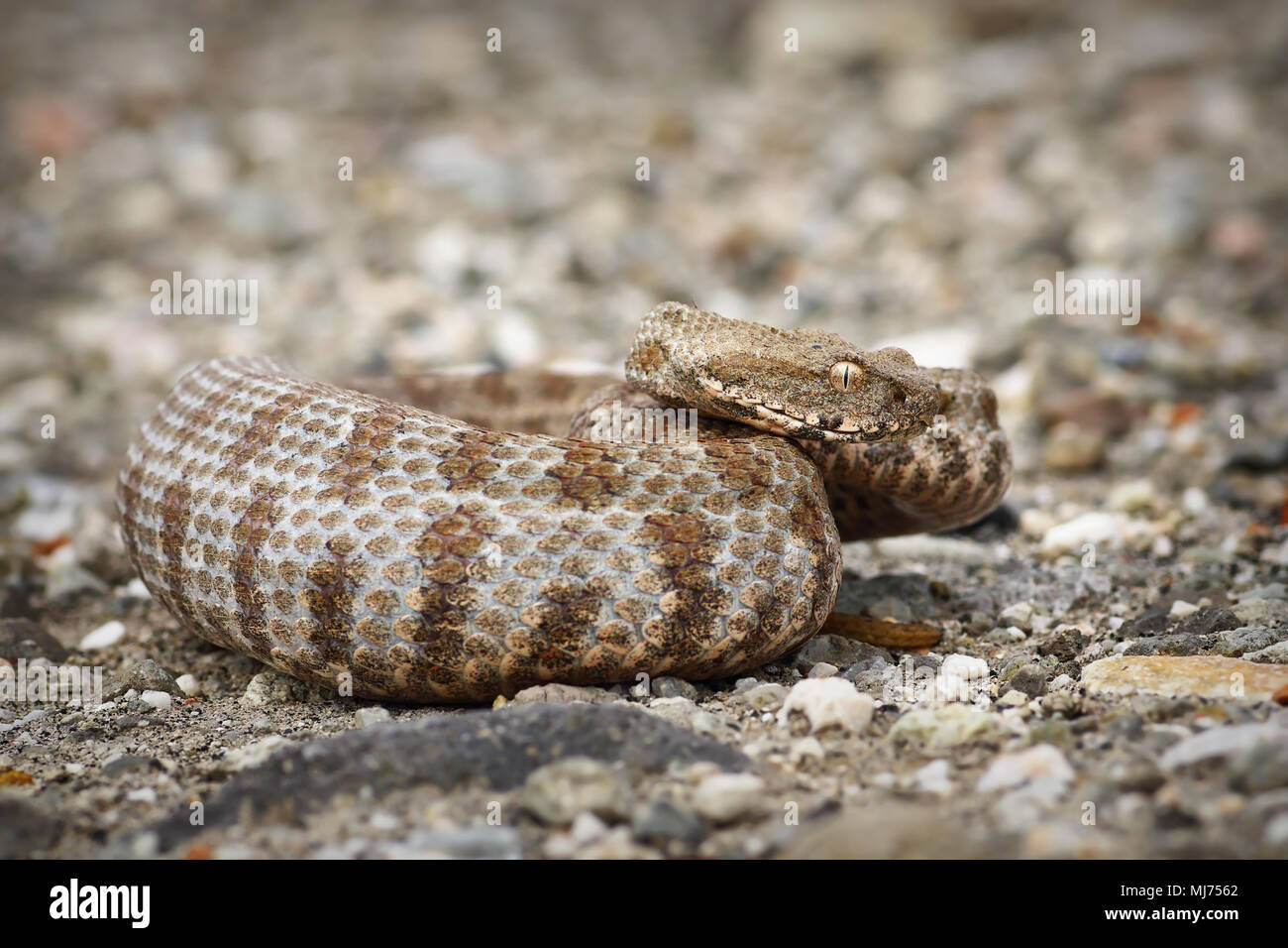 beautiful Milos viper, the rarest snake in Europe ( Macrovipera ...