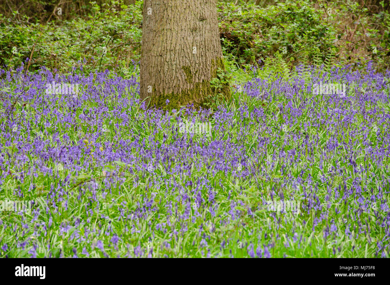 Bluebells in forest with tree trunk in centre Stock Photo - Alamy