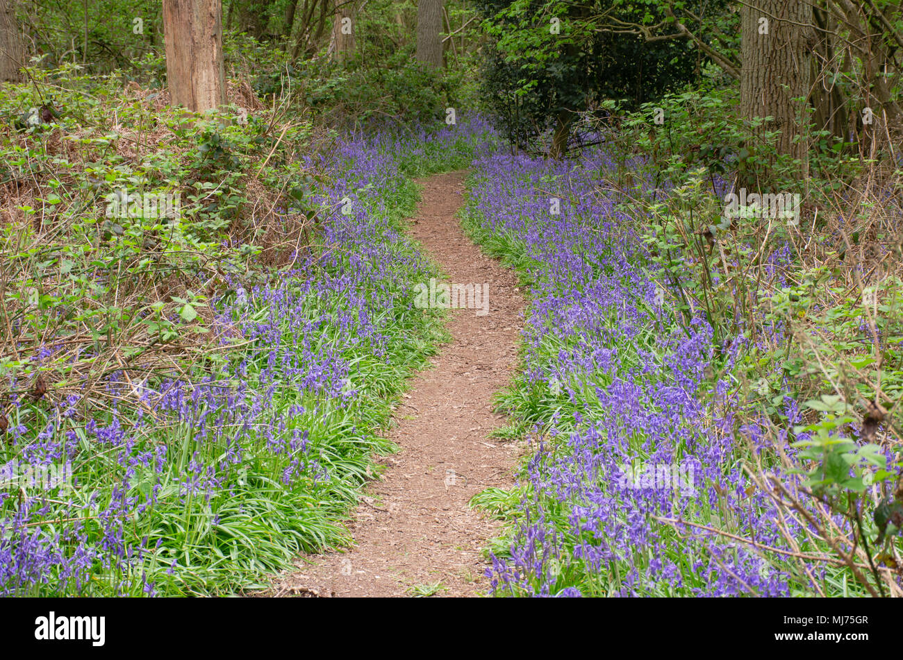 Bluebells lining forest path in spring Stock Photo - Alamy