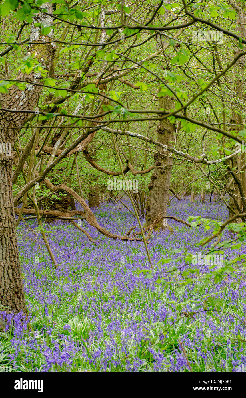 Bluebells in forest among trees in springtime Stock Photo - Alamy