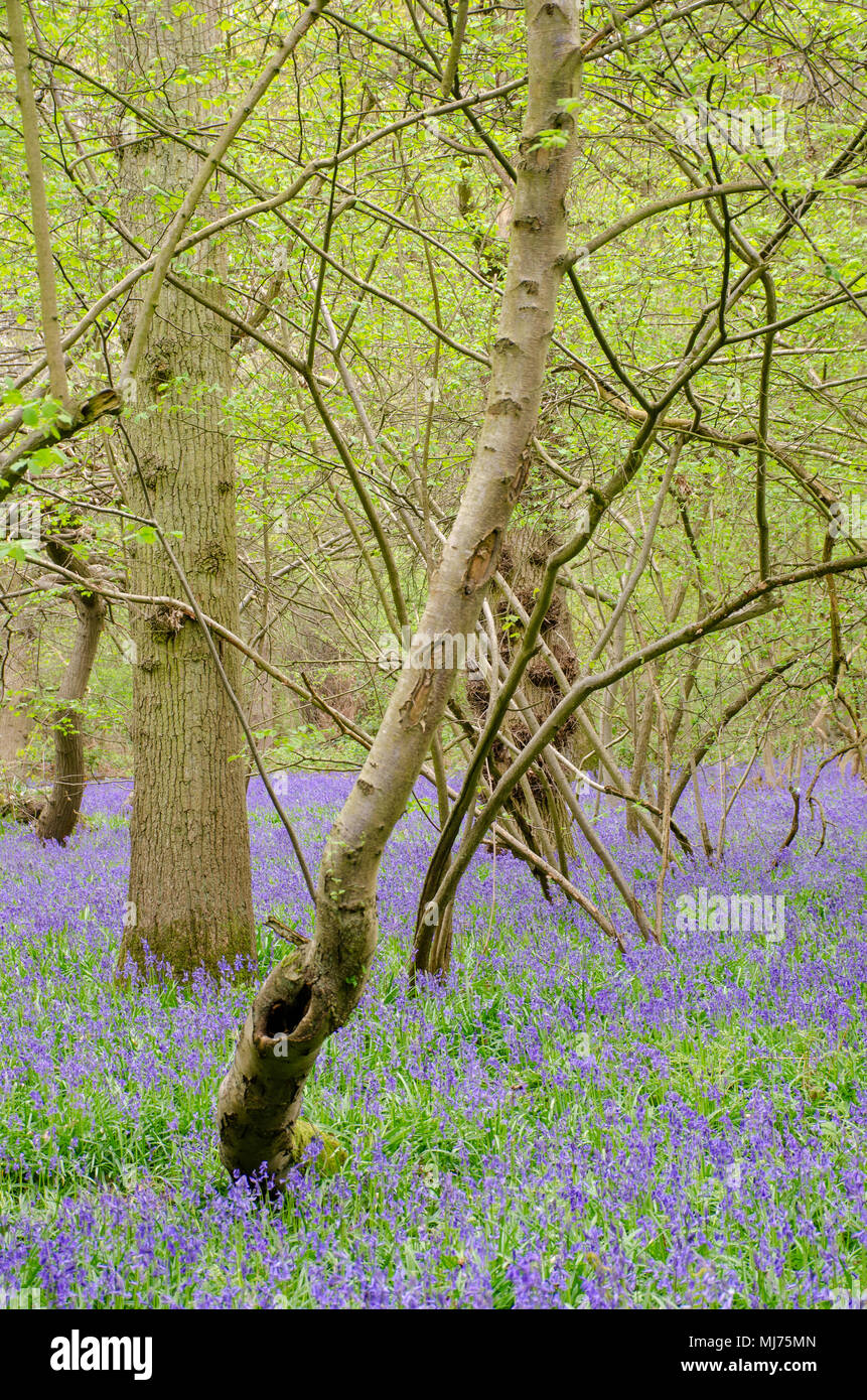 Bluebells in forest with tall trees in spring Stock Photo - Alamy