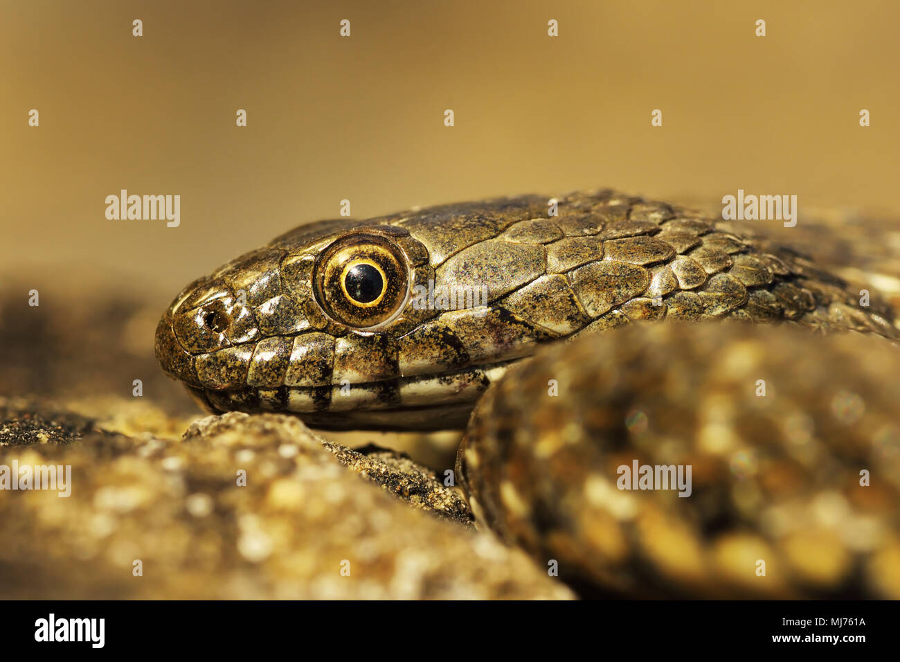 Natrix tessellata hi-res stock photography and images - Alamy