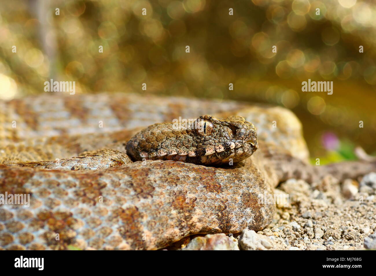 Milos blunt nosed viper, portrait; Macrovipera lebetina schweizeri is ...