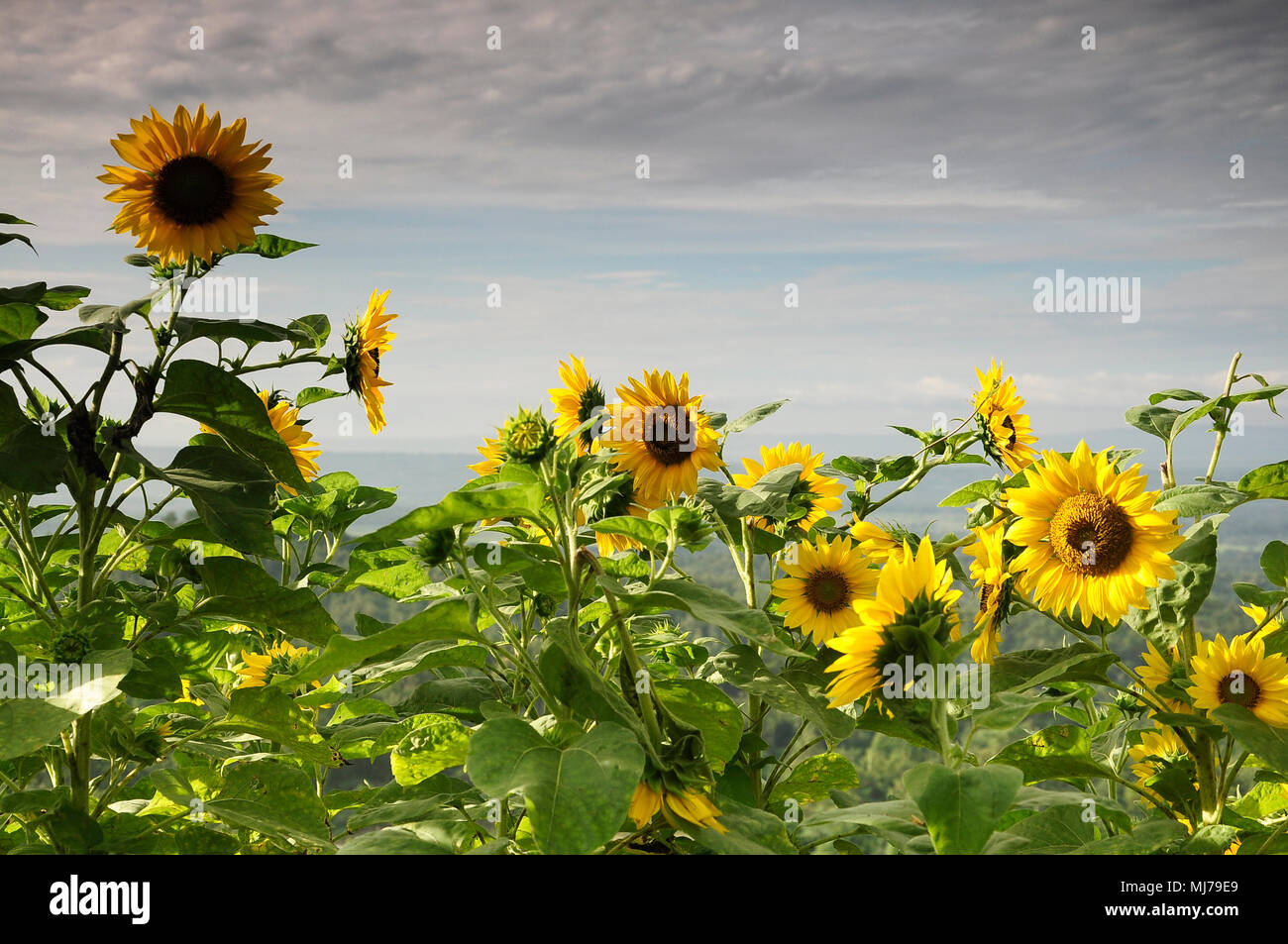 Beautiful sun hi-res stock photography and images - Alamy