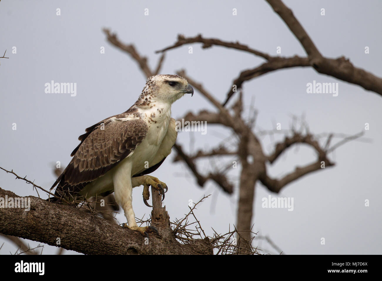 A Young Martial Eagle Stock Photo - Alamy