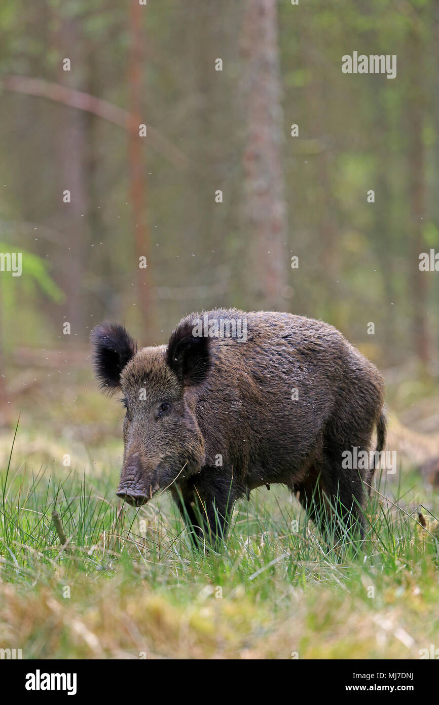 Wild Boar in the Forest of Dean Stock Photo - Alamy