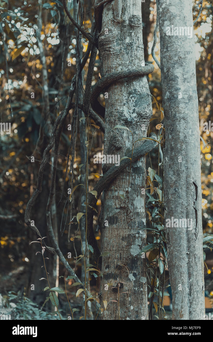 Tree grooving in the jungle with liana around. Rainforest, Koh Rong ...