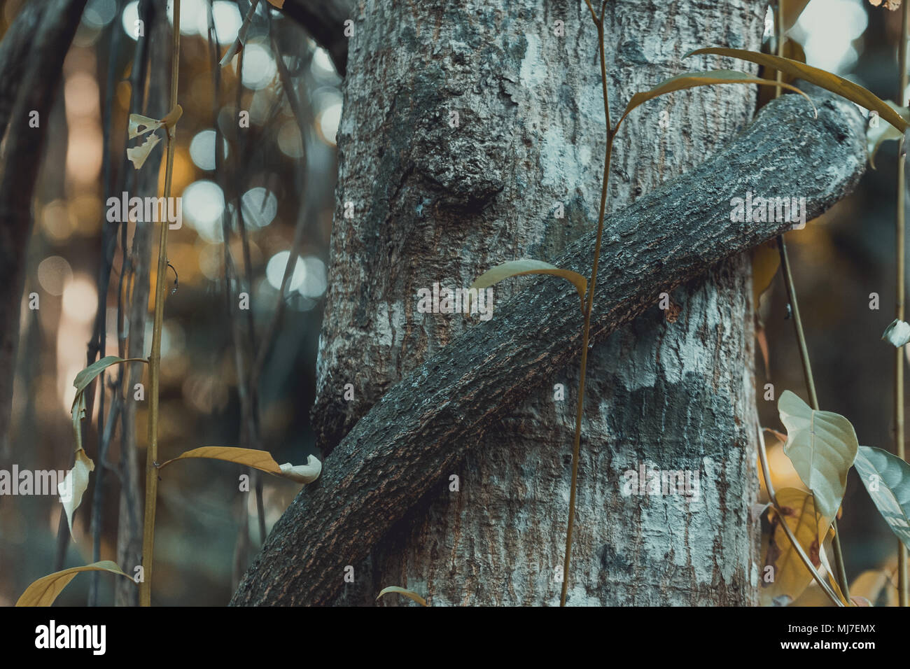 Tree grooving in the jungle with liana around. Rainforest, Koh Rong ...