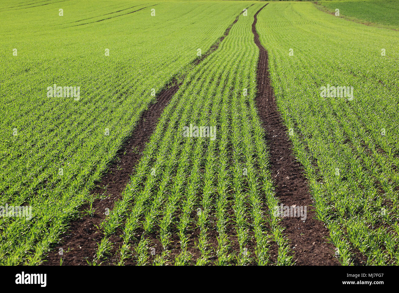 Grain field with track in spring hi-res stock photography and images ...