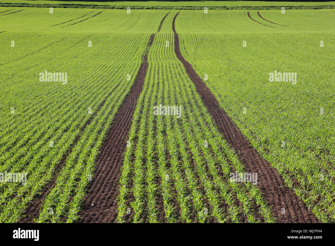 Grain field in spring Stock Photo - Alamy