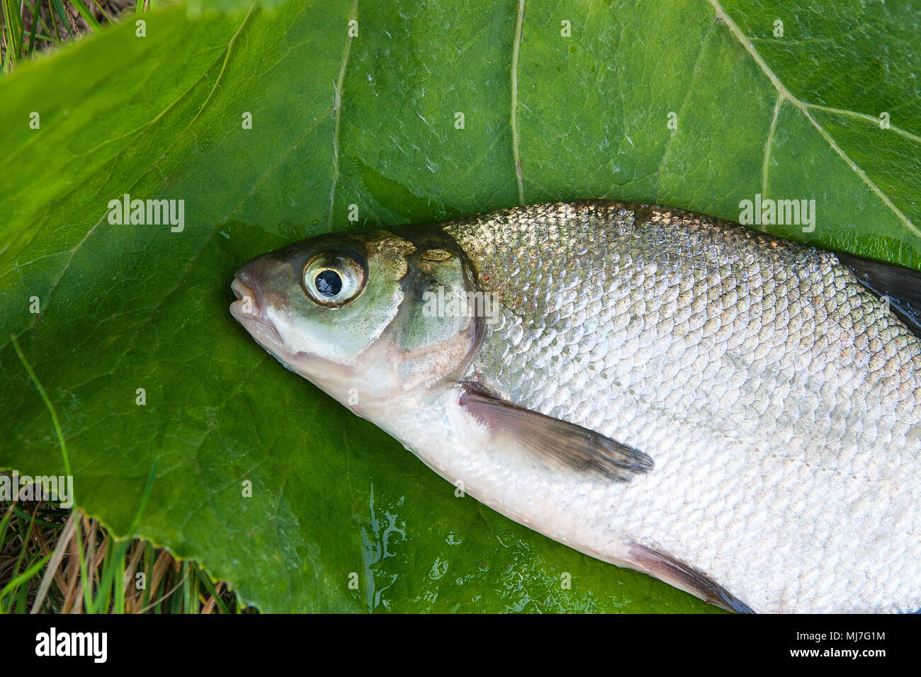 Just taken from the water freshwater common bream known as bronze bream ...