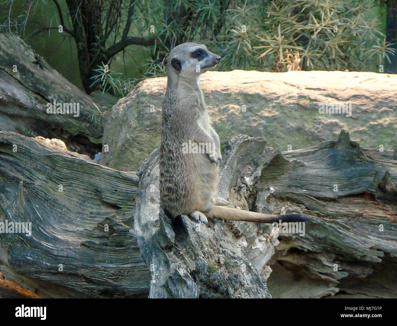 Meerkat sitting on a stone and watching around Stock Photo - Alamy