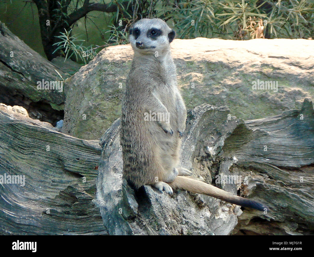 Meerkat sitting on a stone and watching around Stock Photo - Alamy