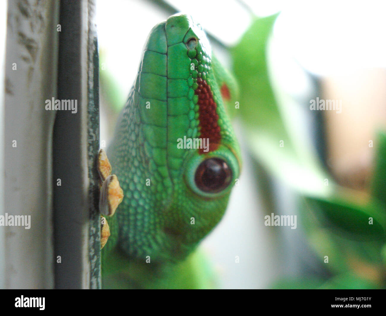 Crested green lizards hi-res stock photography and images - Alamy