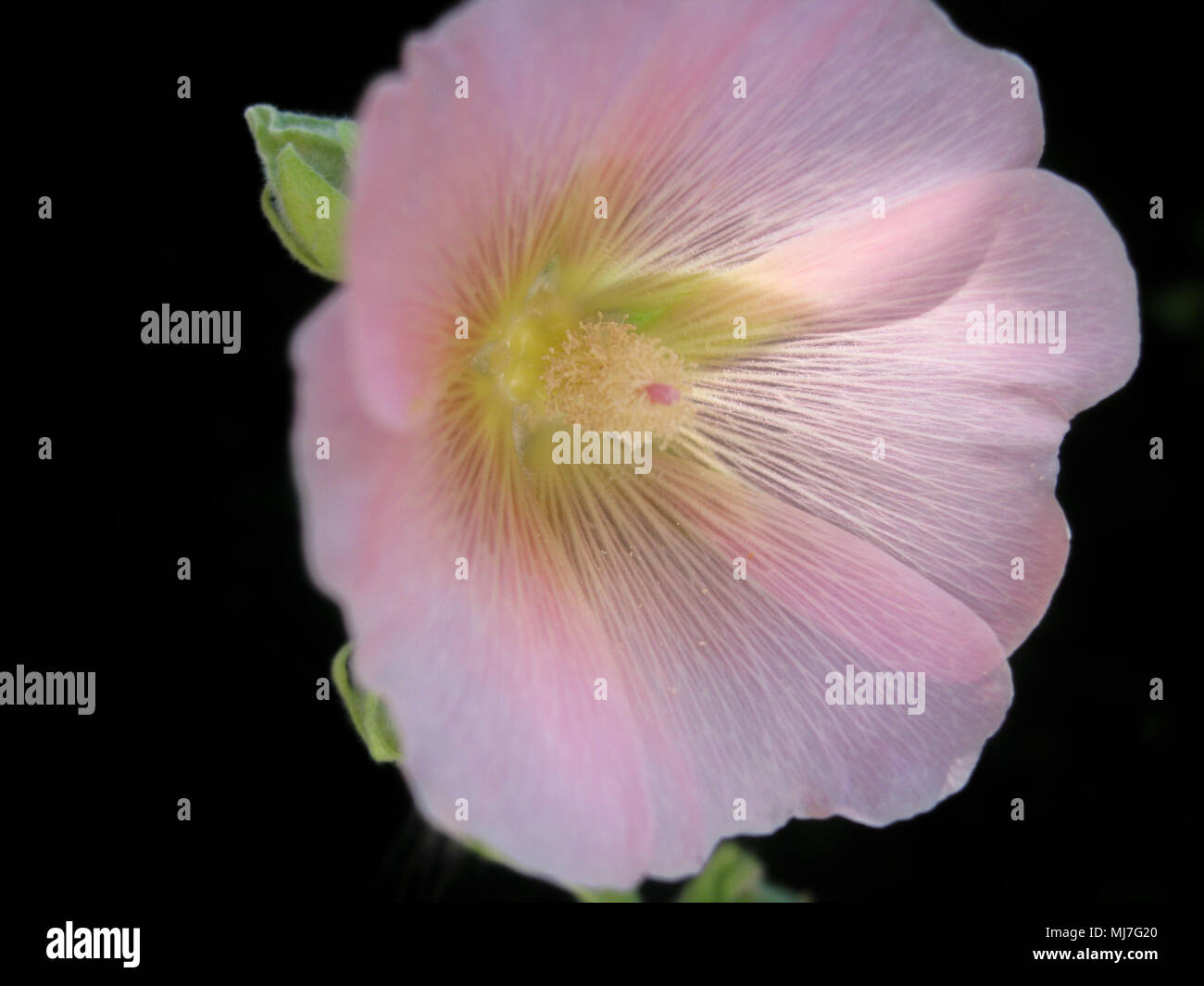 Pink datura hi-res stock photography and images - Alamy