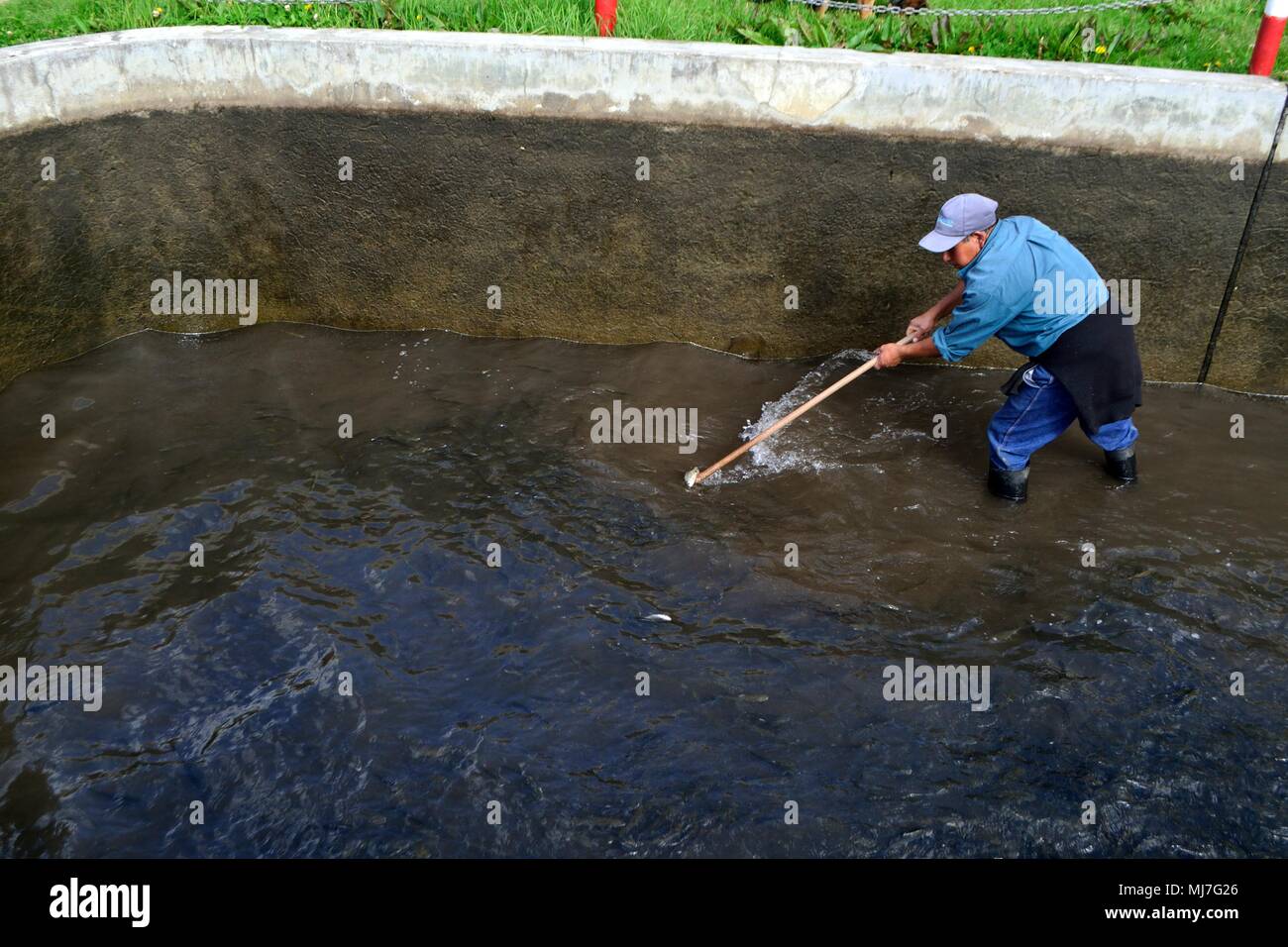 Cleaning - Trout farm in GRANJA PORCON - Evangelical cooperative ...