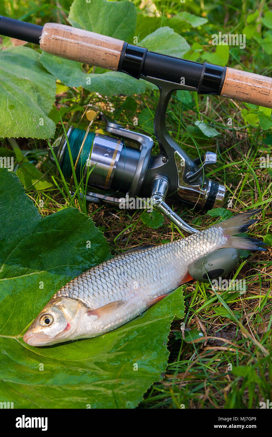 Fishing for chub hi-res stock photography and images - Alamy
