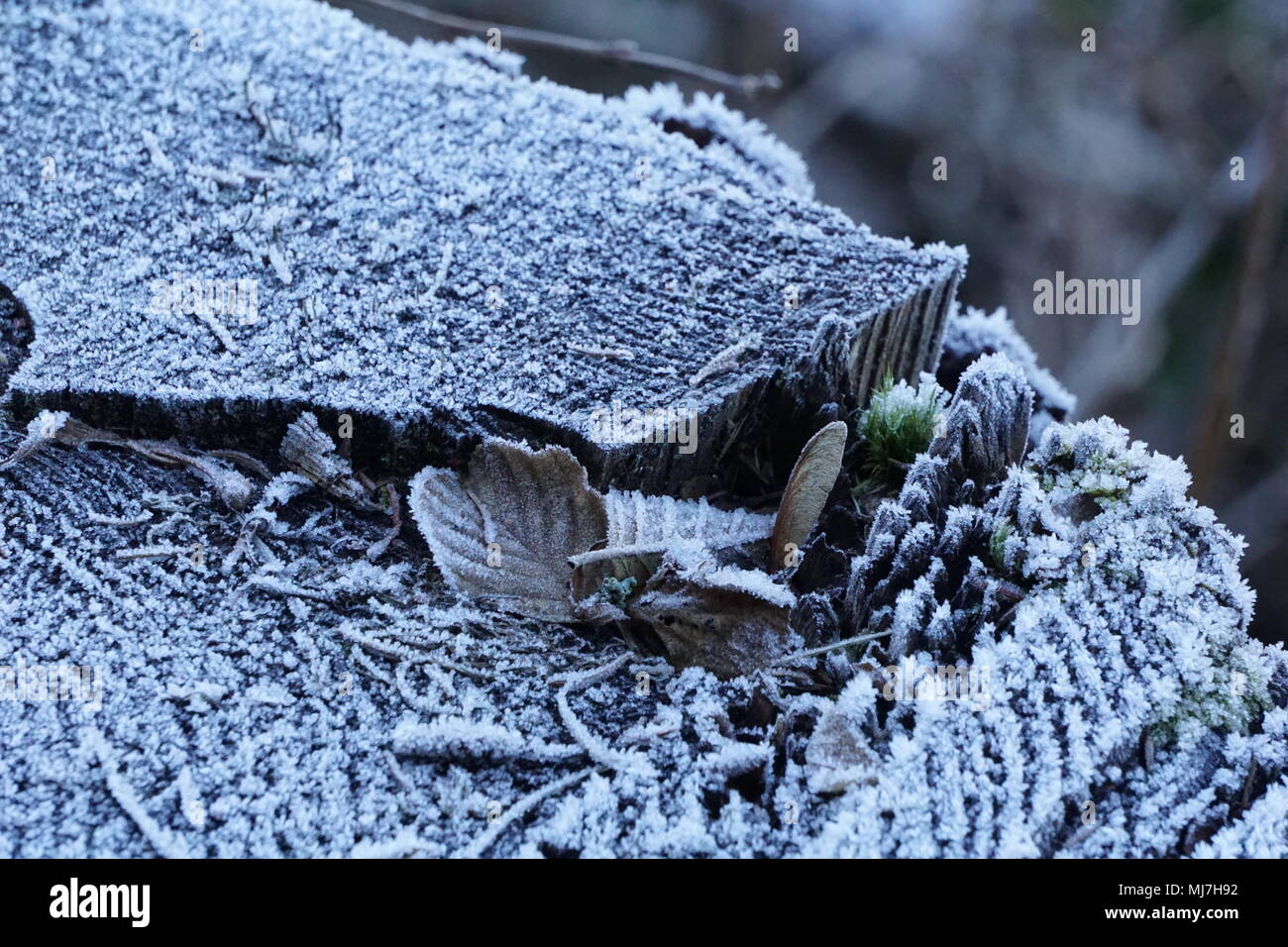 Tree stump frost hi-res stock photography and images - Alamy