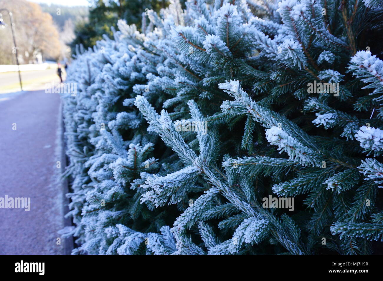 Pine hedge hi-res stock photography and images - Alamy
