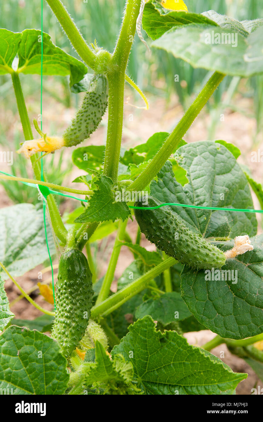 A cucumber in a bush outdoors. How to grow a cucumber plant in a garden ...