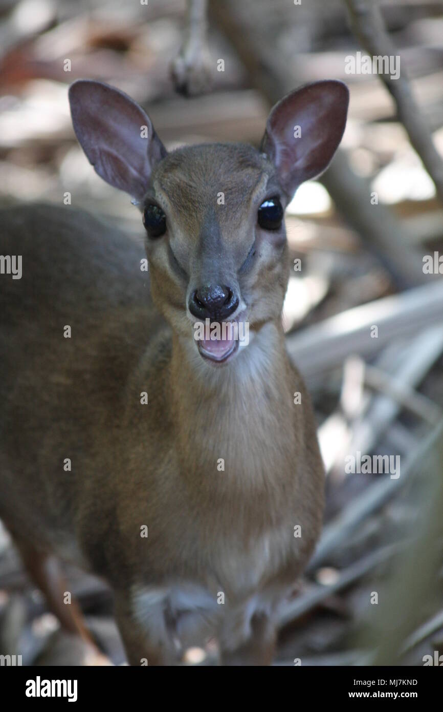 Funny antelope hi-res stock photography and images - Alamy