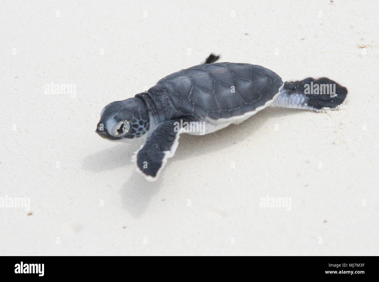 Newly emerged Green Sea Turtle Hatchling crawling into the sea Stock ...