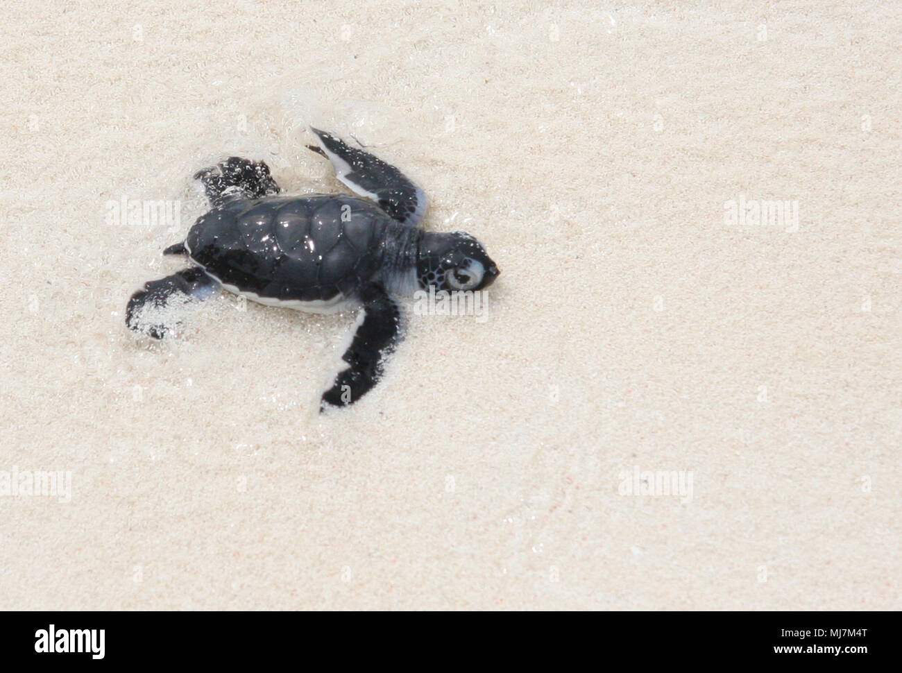 Newly emerged Green Sea Turtle Hatchling crawling into the sea Stock ...