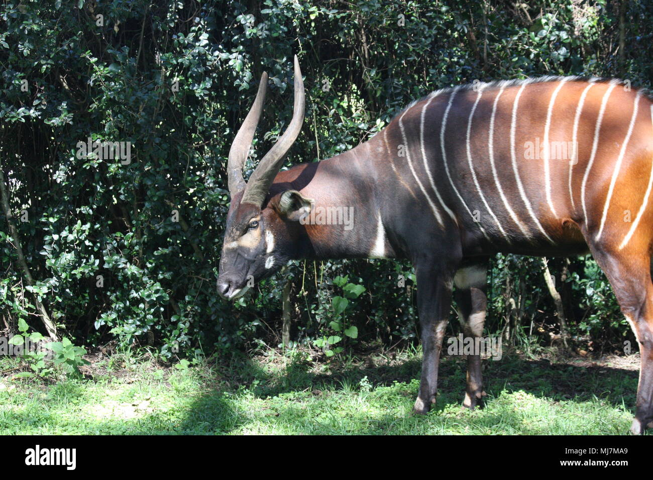 Mount kenya forest bongo hi-res stock photography and images - Alamy