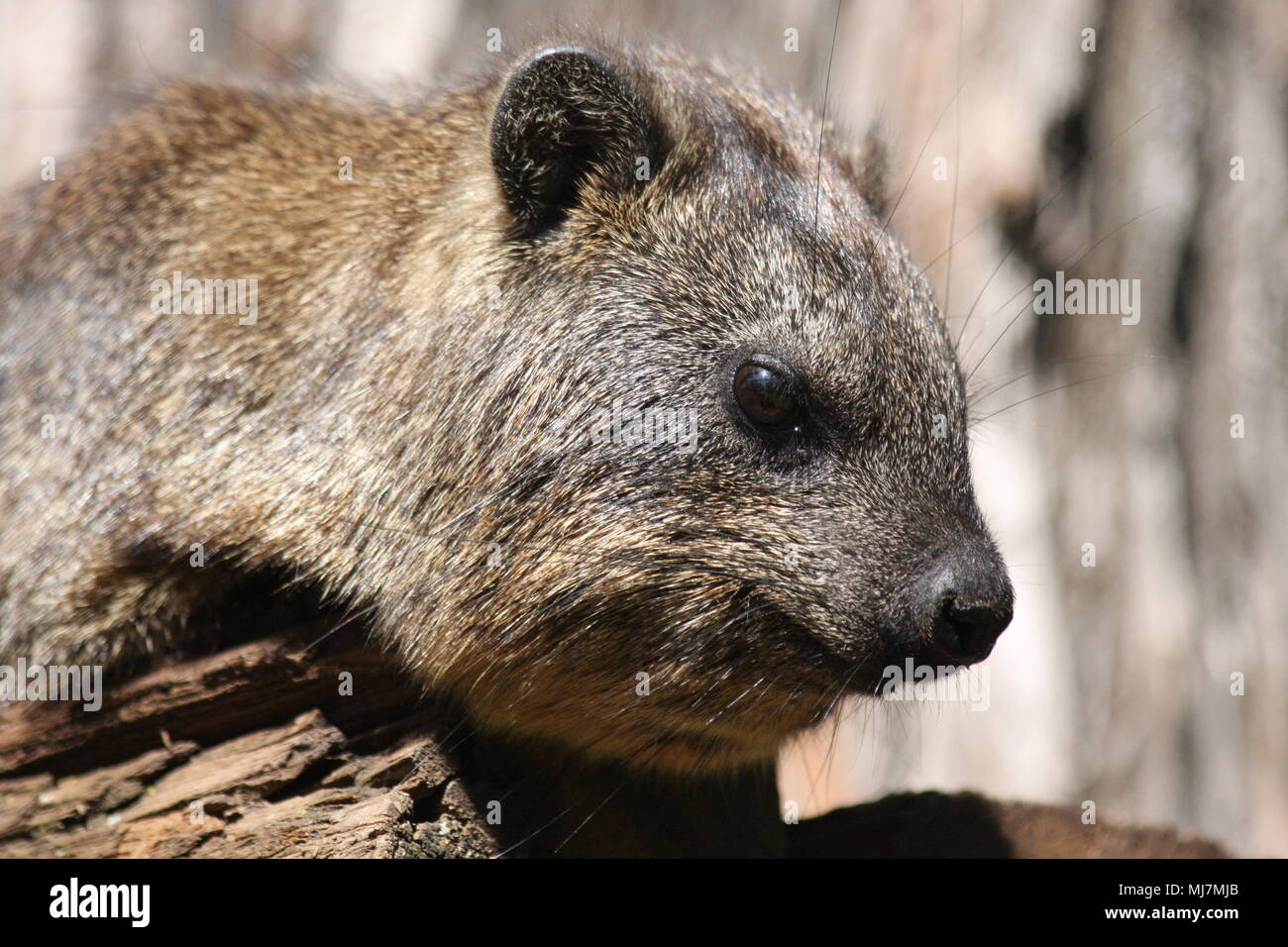 Rodent like head hi-res stock photography and images - Alamy