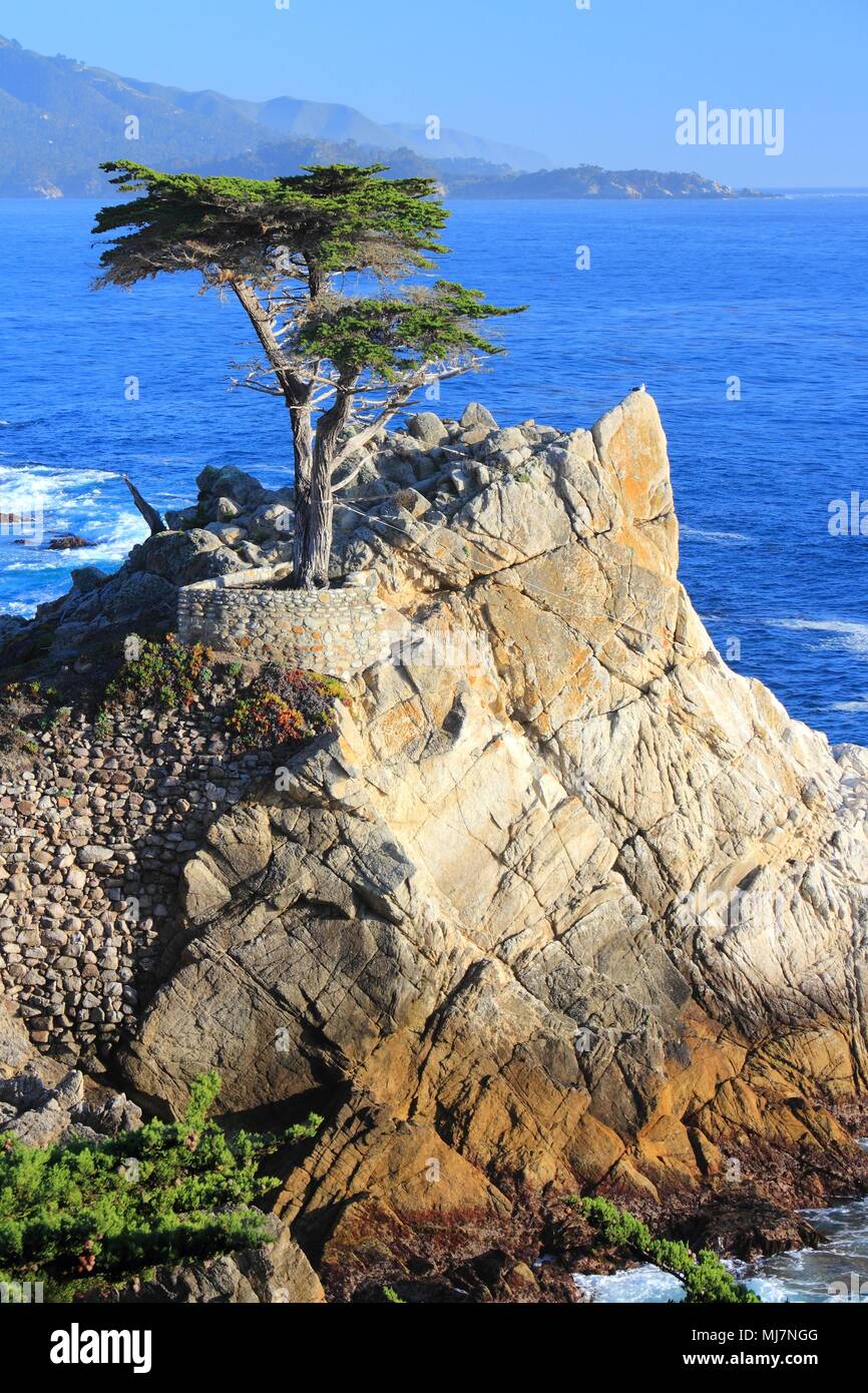 MONTEREY, CALIFORNIA - APRIL 7, 2014: Lone Cypress tree view along ...