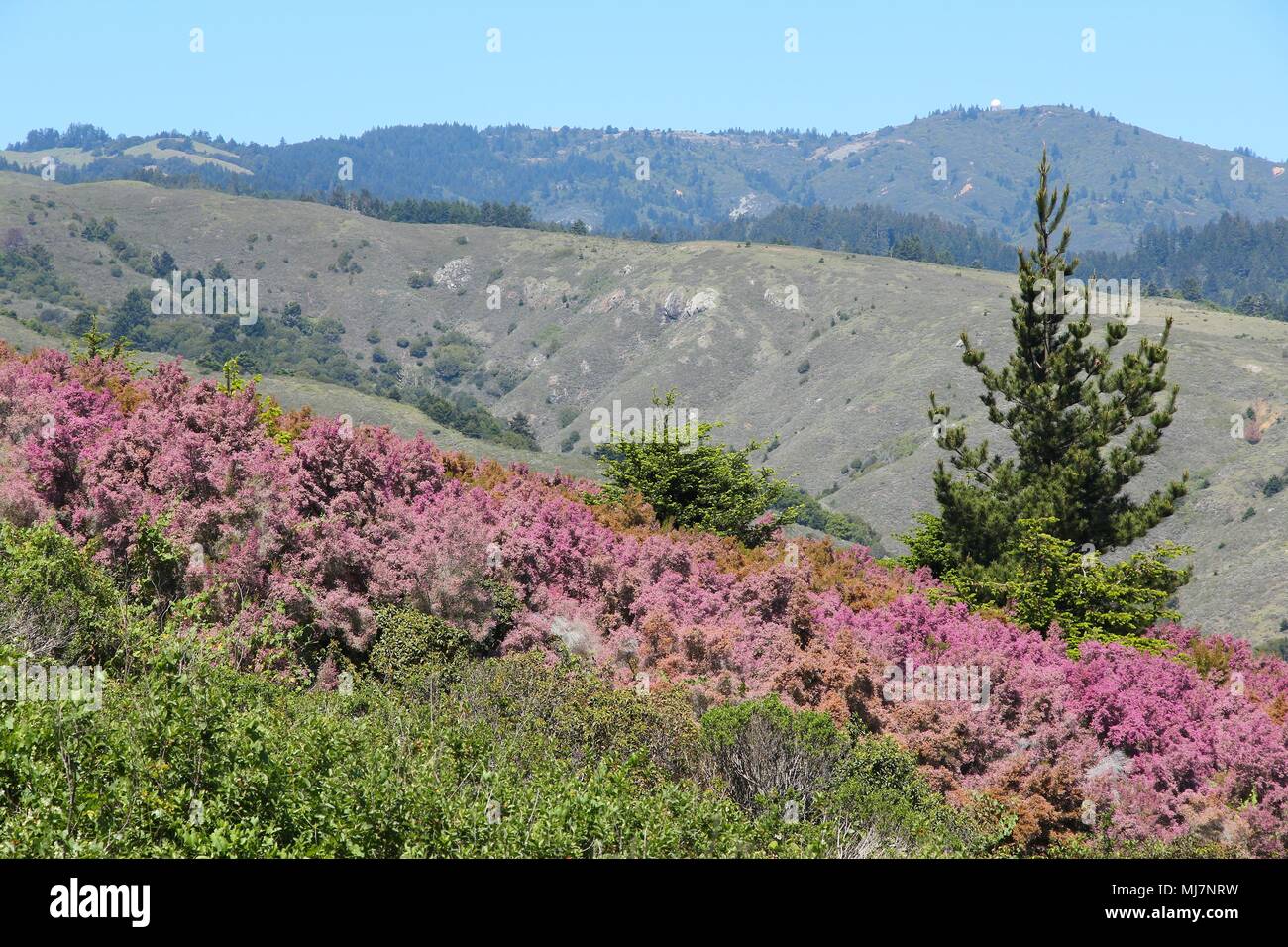 Mount Tamalpais State Park landscape in California, USA Stock Photo - Alamy