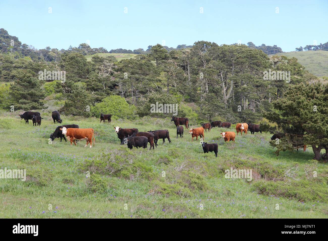 Marin County cattle ranch in California, USA. Grazing cows Stock Photo ...