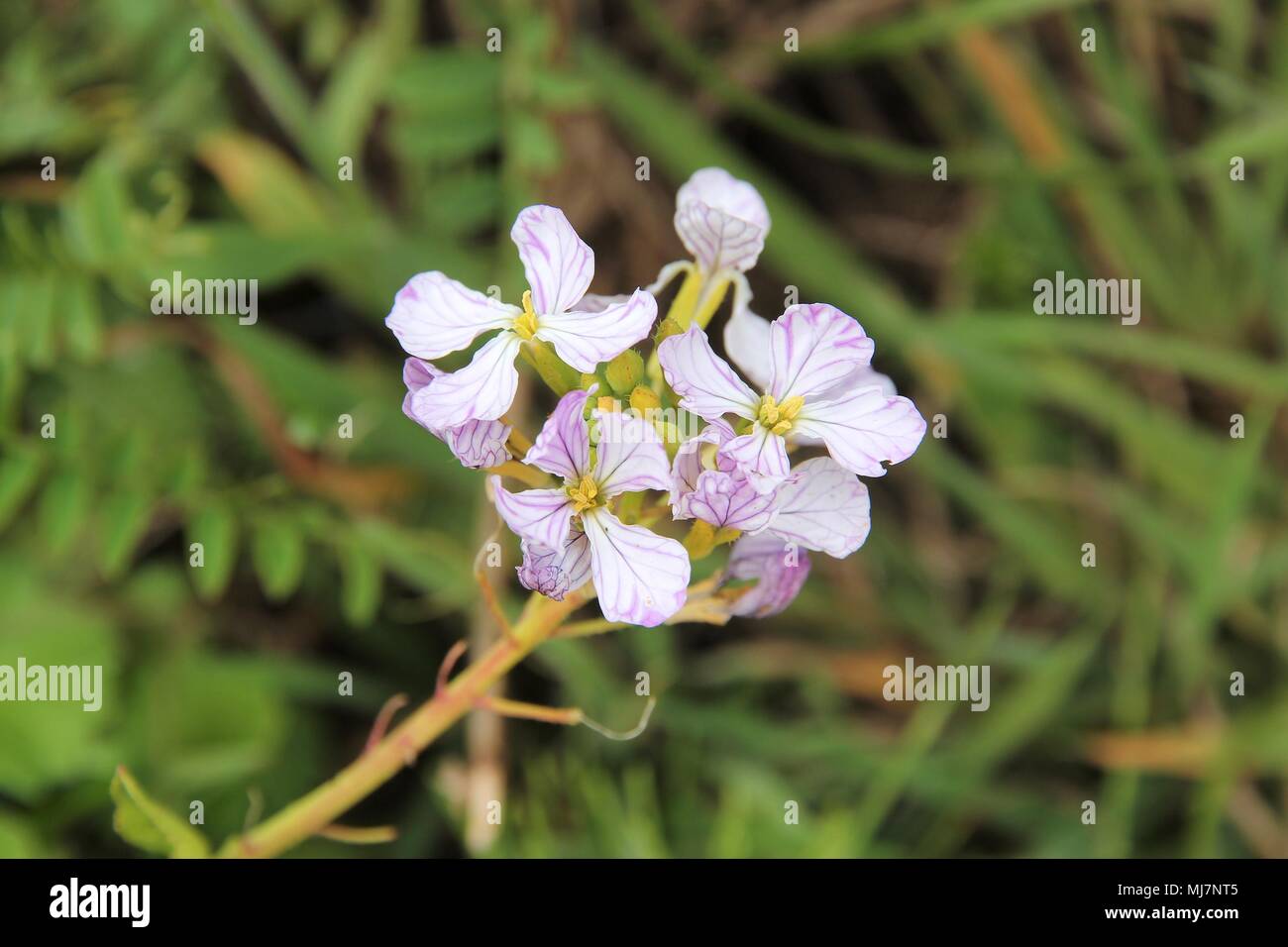California wild radish. Flower of biennial broadleaf plant Stock Photo ...