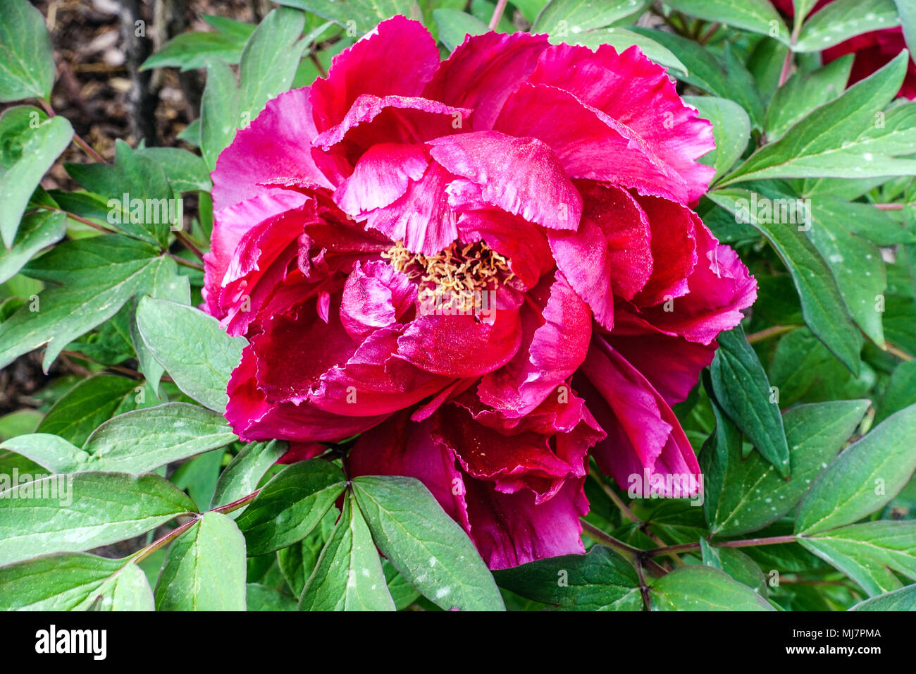 Paeonia suffruticosa " Taiyo ", Red tree peony Stock Photo - Alamy