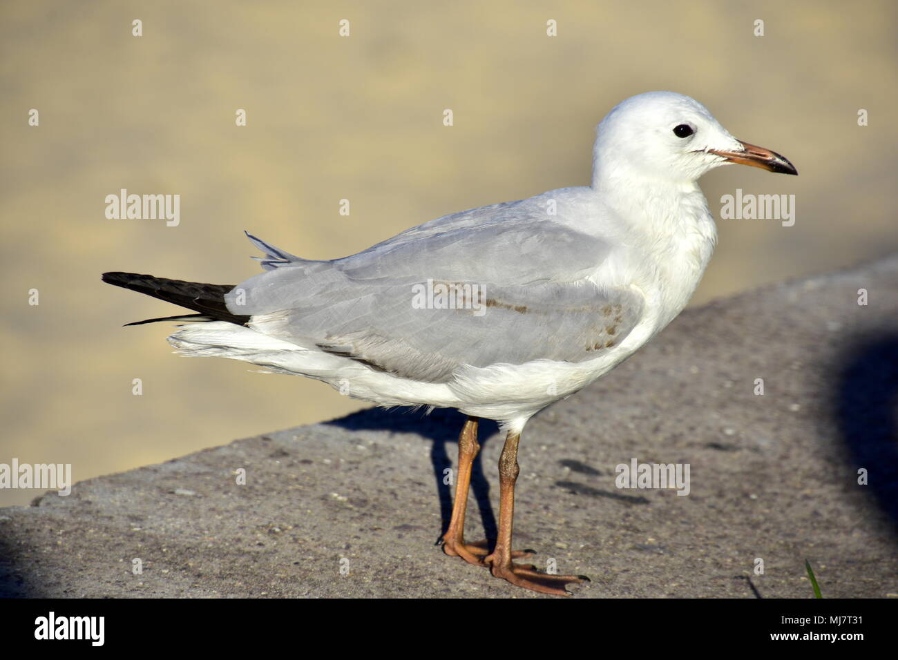 AUSTRALIAN SEA GULL Stock Photo - Alamy