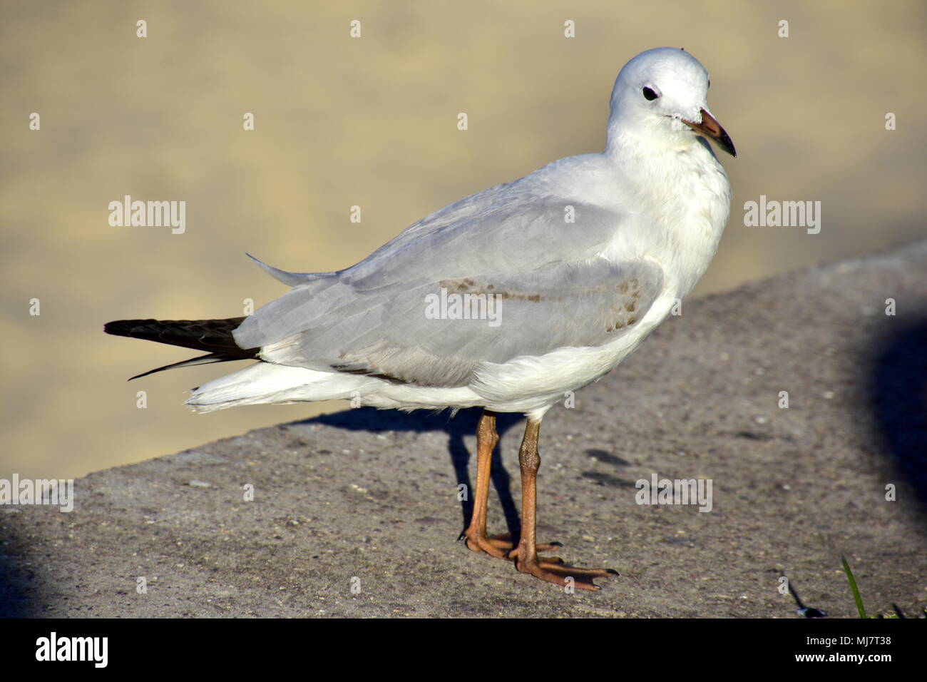 Australian sea bird hi-res stock photography and images - Alamy