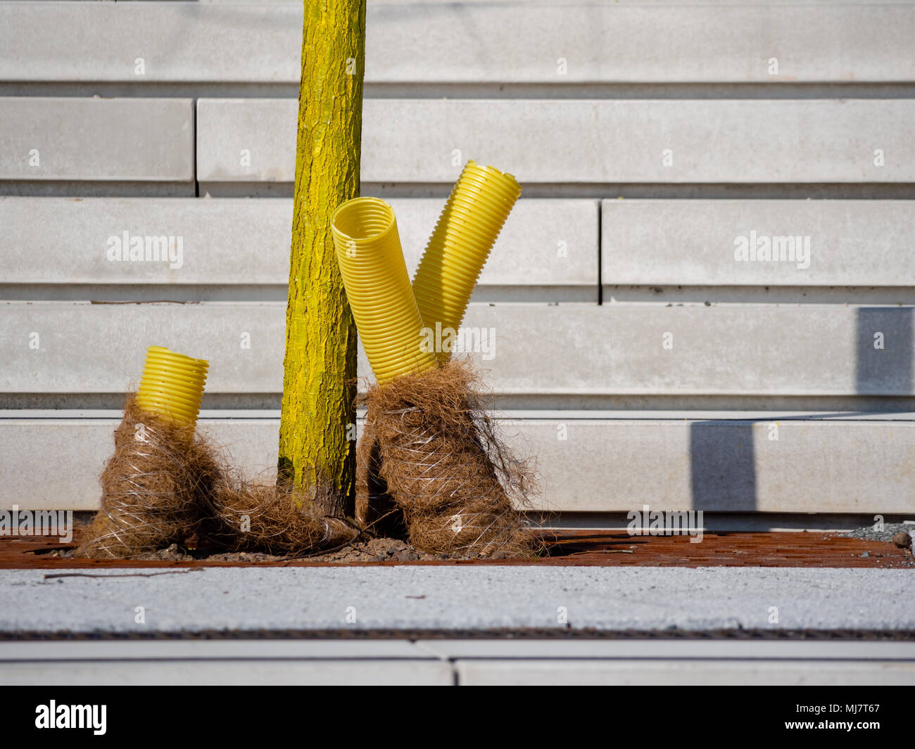 Yellow painted young tree with visble corrugated plastic pipe drainage ...