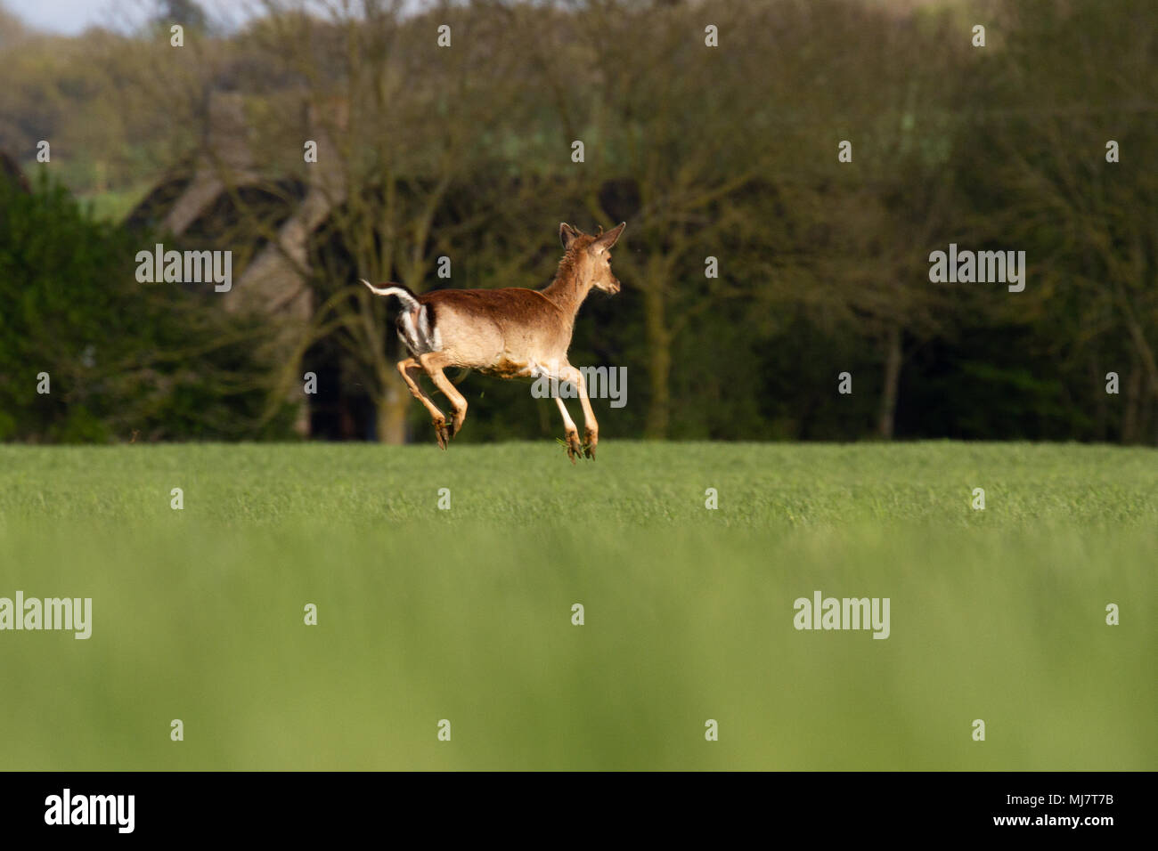 Roe Deer (Capreolus capreolus) bounding through summer farmland field ...