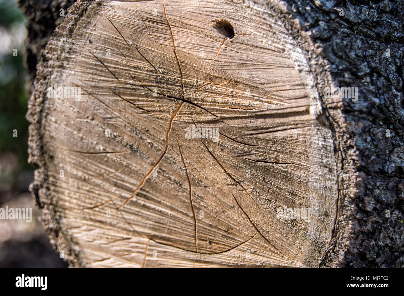 cut tree trunk with tree rings and slits Stock Photo - Alamy