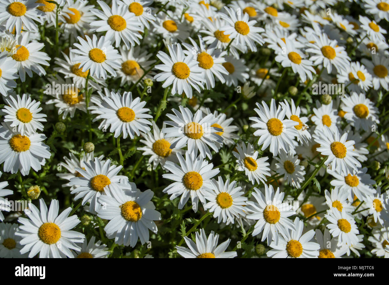 large of daisies. Flowers background in the spring in the park in ...