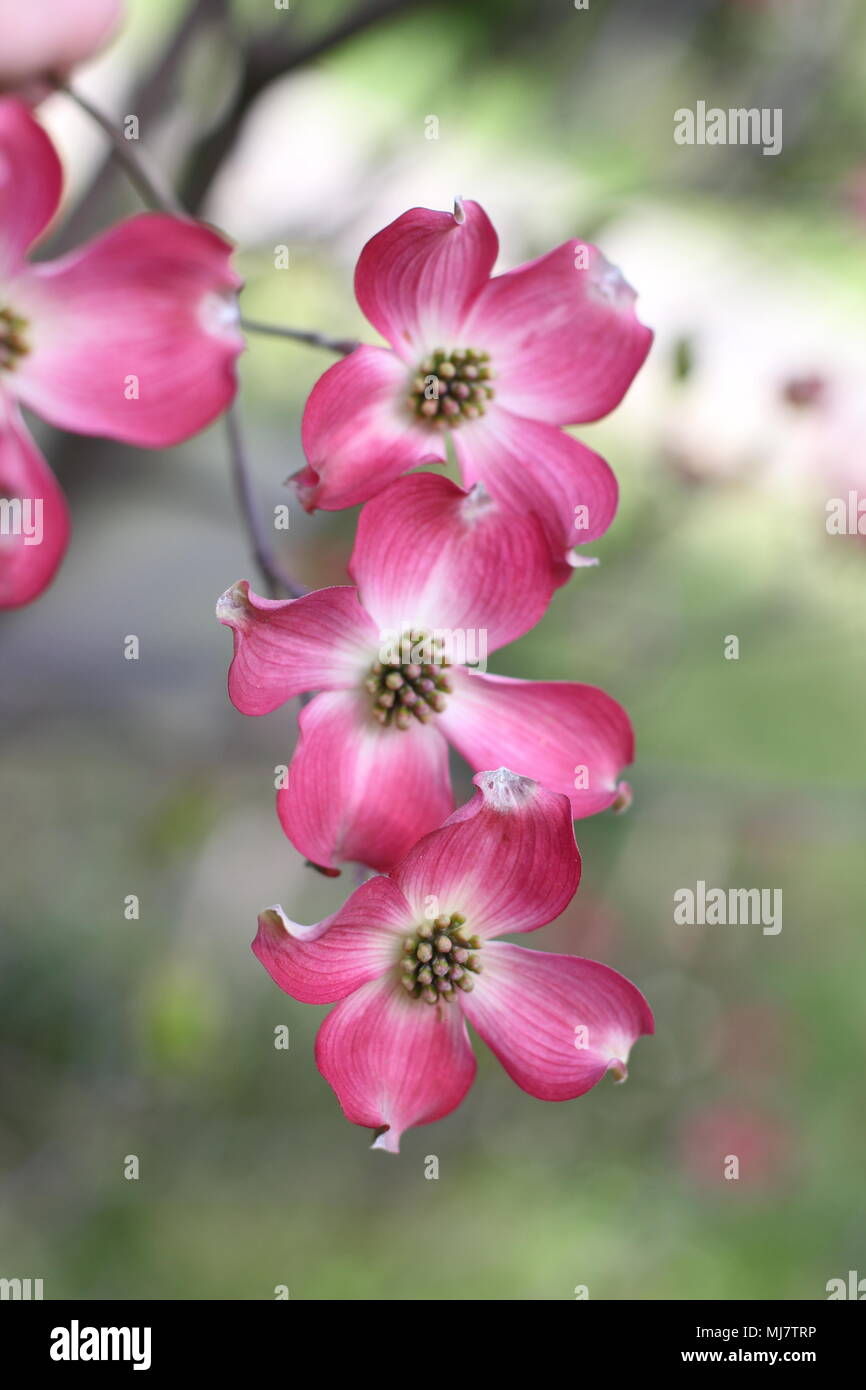 Pink flowers of Cornus florida forma rubra Stock Photo - Alamy