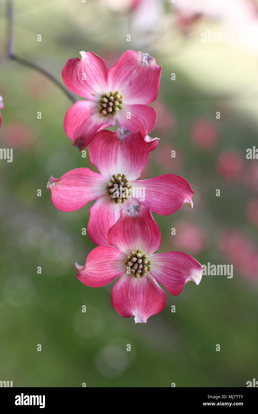 Pink flowers of Cornus florida forma rubra Stock Photo - Alamy
