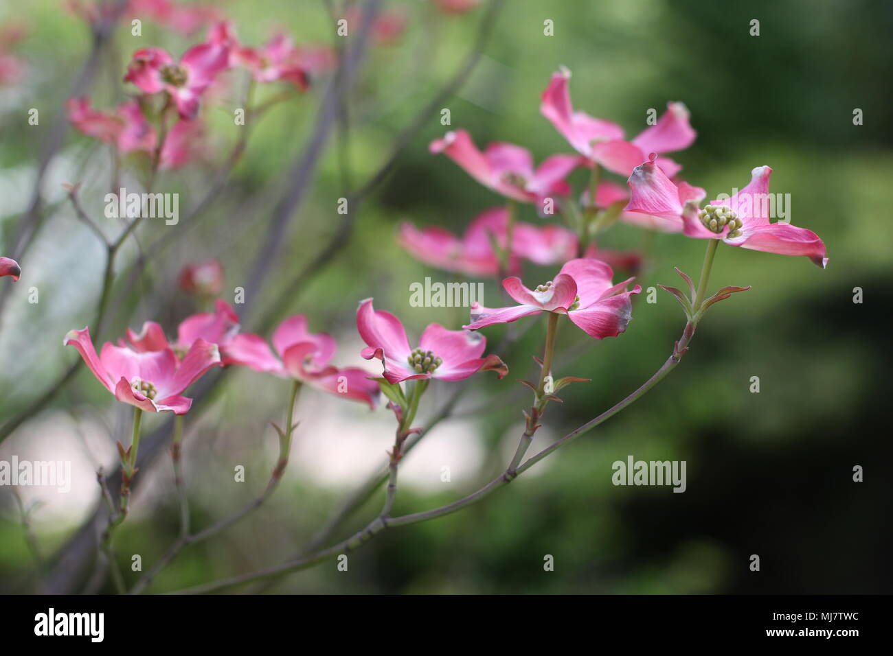 Pink flowers of Cornus florida forma rubra Stock Photo - Alamy