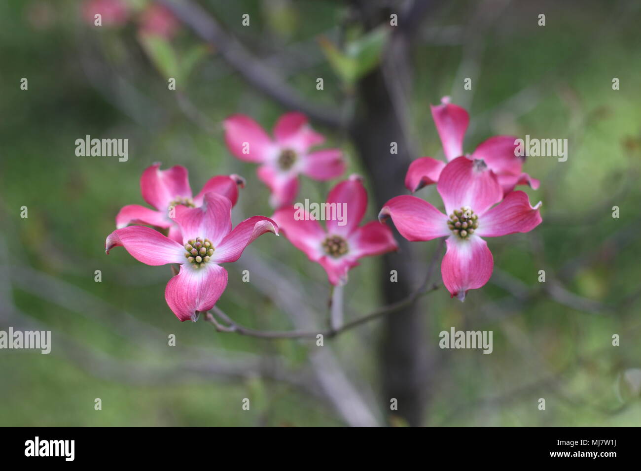 Pink flowers of Cornus florida forma rubra Stock Photo - Alamy