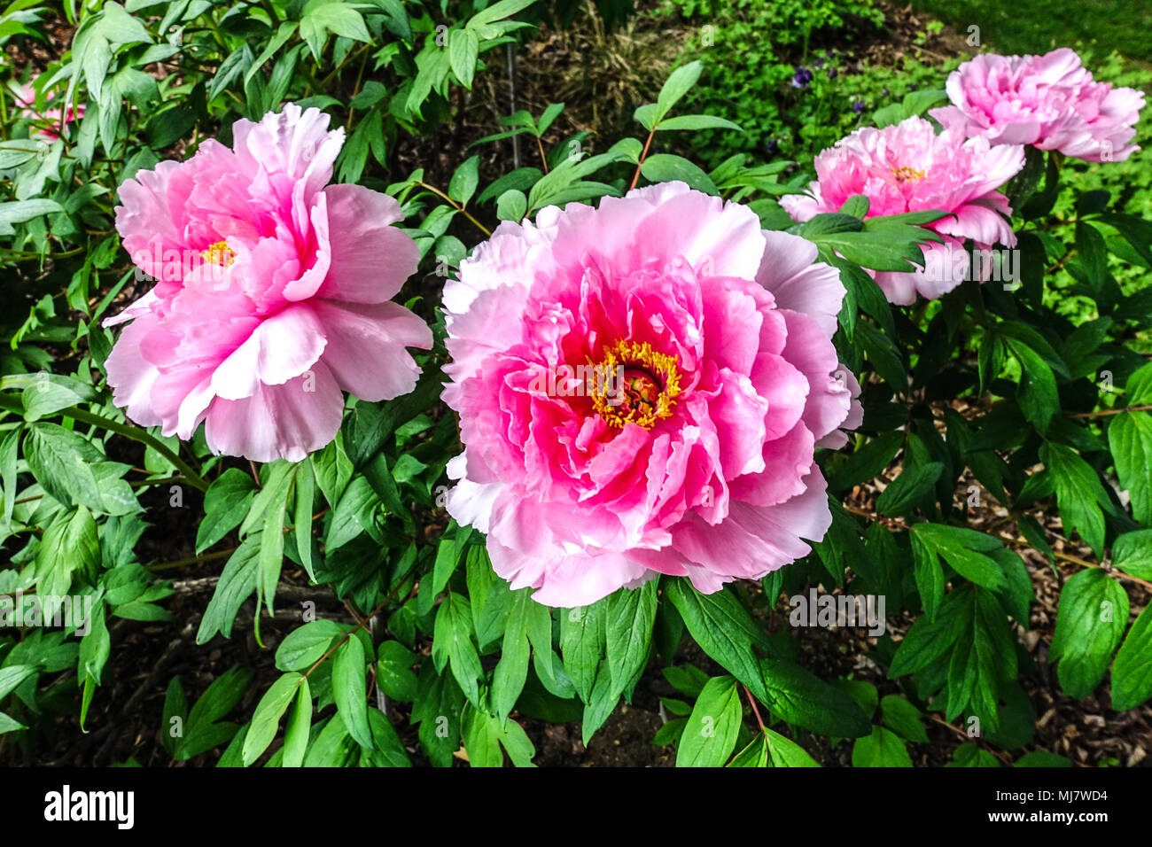Paeonia suffruticosa ' Yatsukajishi '- Tree Peony, Peonies Stock Photo ...