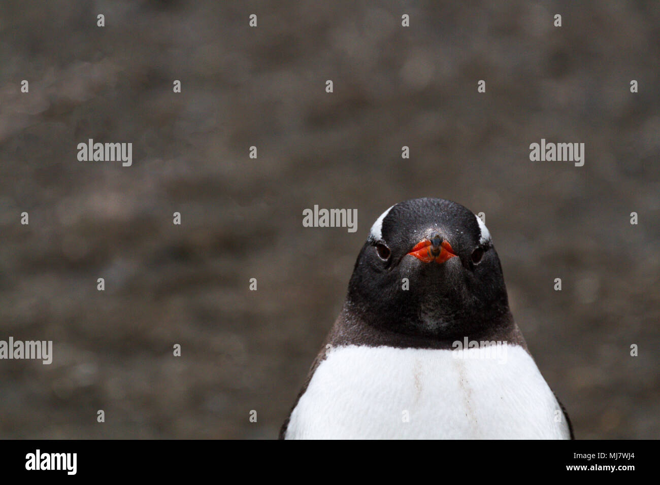 Close up penguin feathers hi-res stock photography and images - Alamy