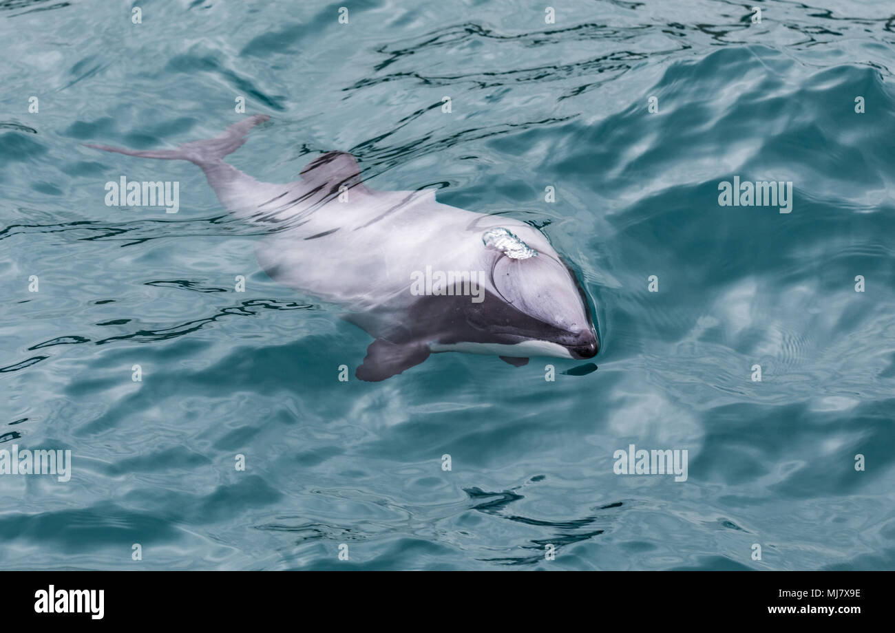 Hector's Dolphin (Cephalorhynchus hectori), the world's smallest and ...