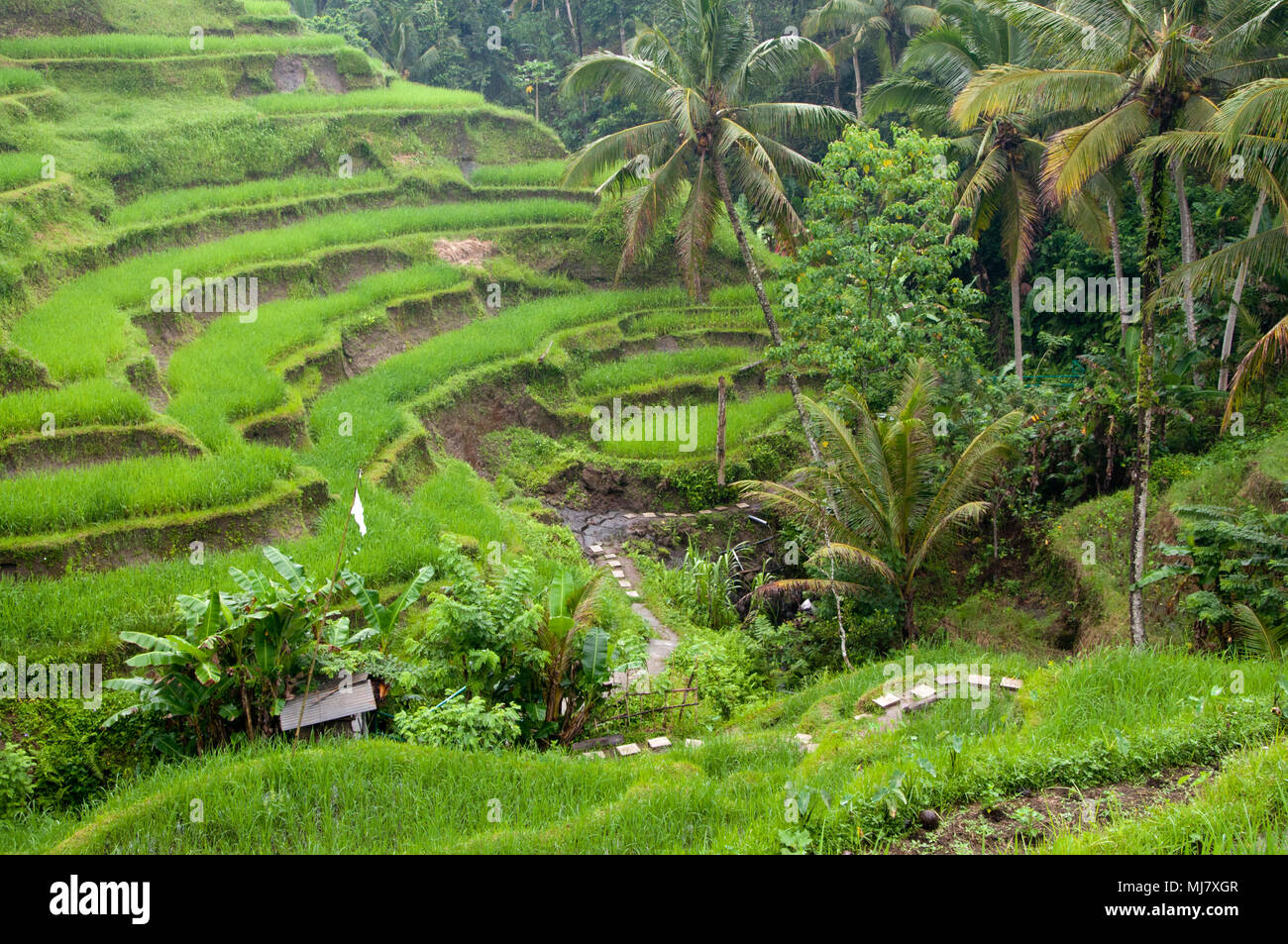 Cordilleras rice terrace hi-res stock photography and images - Alamy