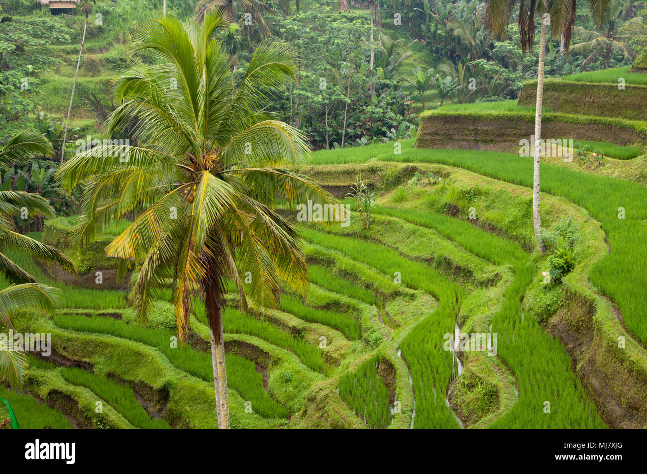 Rice terrace. Bali Stock Photo - Alamy