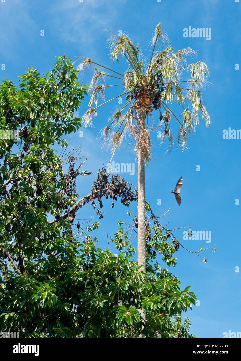 Spectacled flying fox cairns hi-res stock photography and images - Alamy